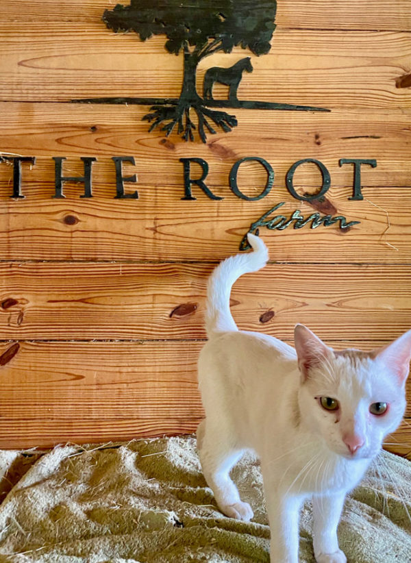 The Legacy of Root Farm | New York Social Diary