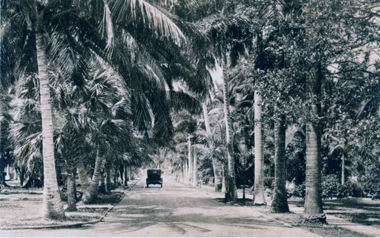 Palm Beach Social Diary The Asphalt Jungle: Building History at Palm ...