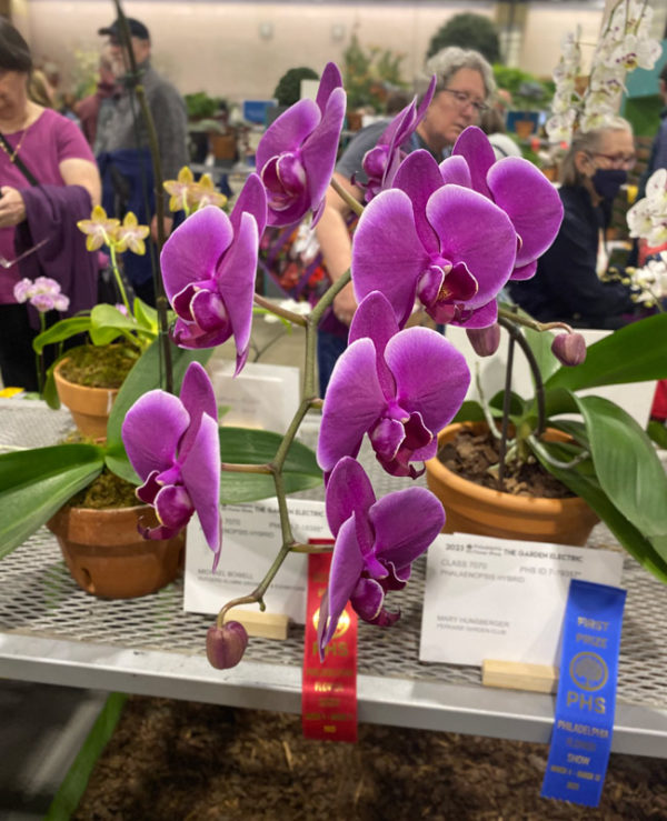 A Jolt of Inspiration at Philadelphia Flower Show's “The Garden Electric” | New York Social Diary