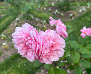 Fruit and Florals, the Bohemian life, and America’s Story | New York ...